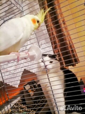 Попугай корелла с клеткой