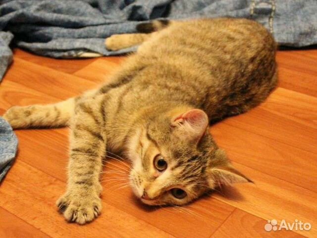 Котенок Леся ищет дом