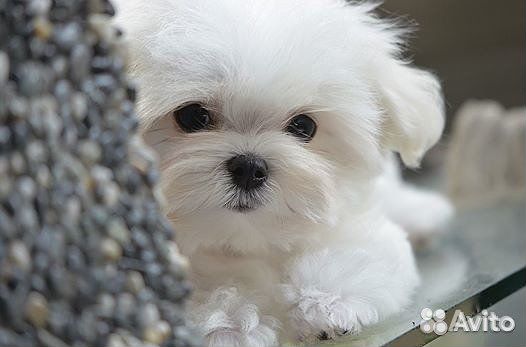 Красавец мальтезе