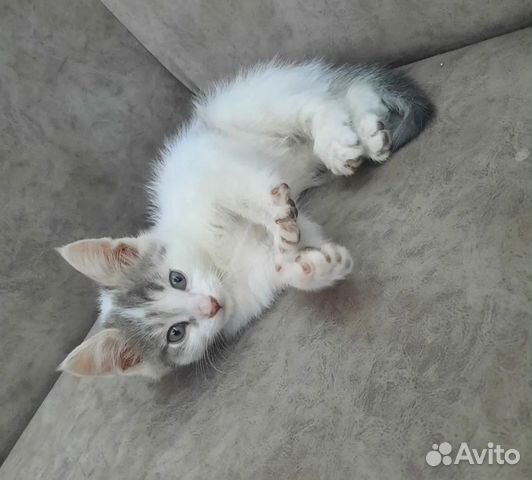 Котенок в дар