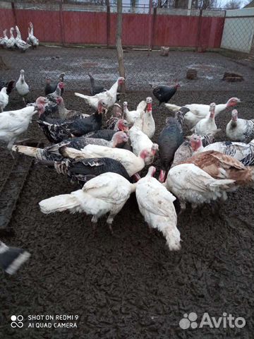 Индюки индюшки индейки