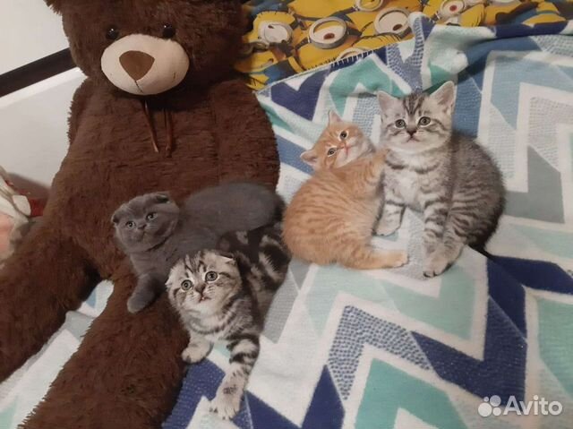 Шотландские котята