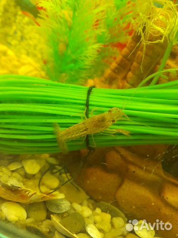 Аквариумные раки