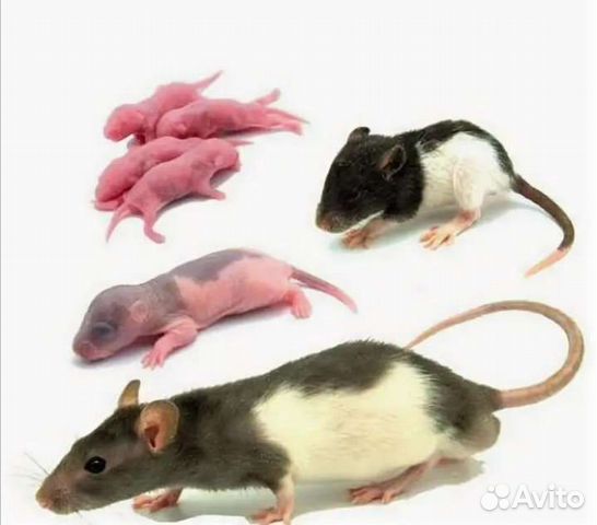 Крысы кормовые замороженные