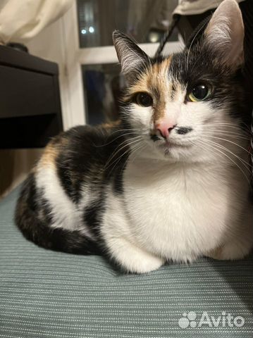 Кошка Варвара