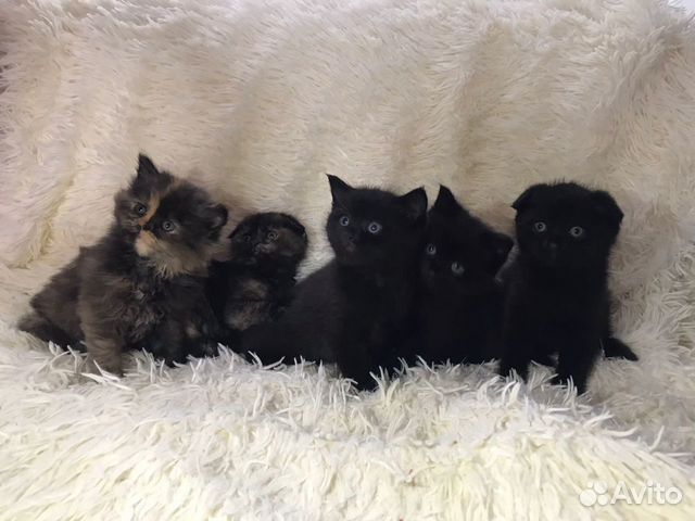 Шотландские котята
