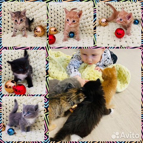 Котята в добрые руки