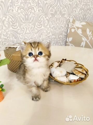 Пушистое чудо