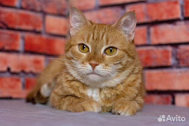 Красавица Сима 2 года