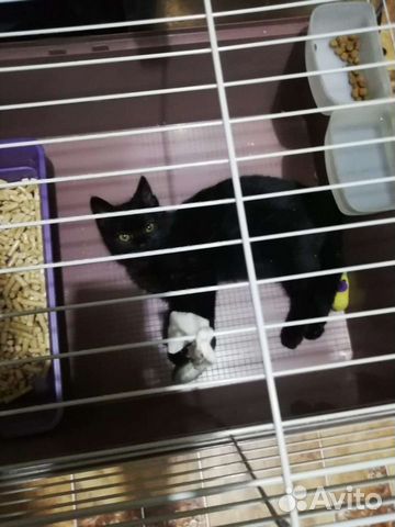 Кошки в добрые руки