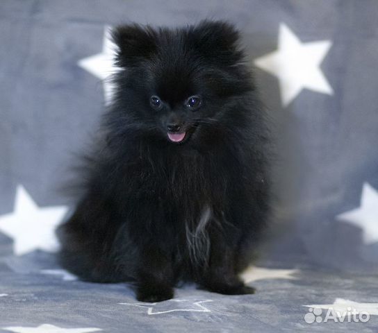 Мини крошка шпиц