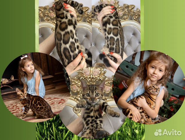 Звездные бенгальские котята