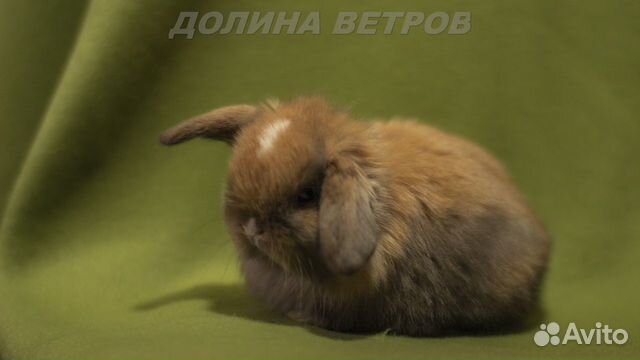 Мальчик минилоп носитель белого голубоглазого