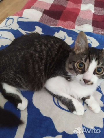 Кот