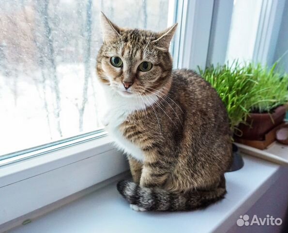 Трёхцветная кошка