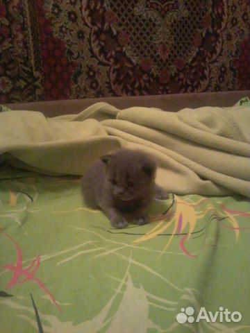 Красавица сибирячка 1,5 мес. окрас дымчатый