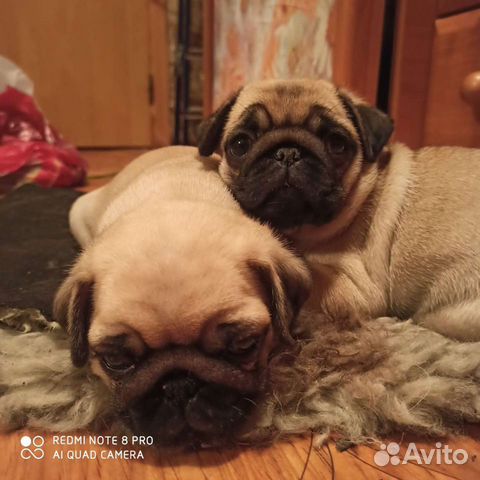 Щенки мопса