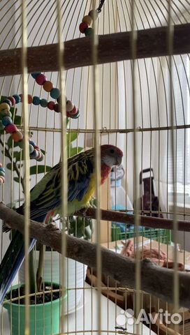 Попугай розелла