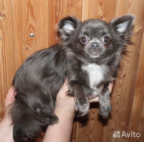 Чихуахуа красивый Голубчик из Верочкиного Лукошка