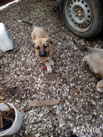 Щенок алабай/овчарка