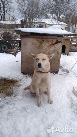 Собака