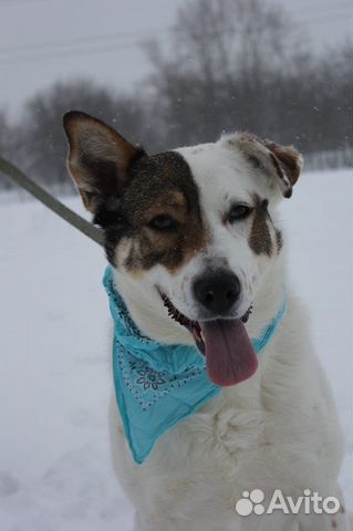 Красотка Олли ищет семью. Собака в добрые руки