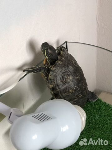 Черепаха водная