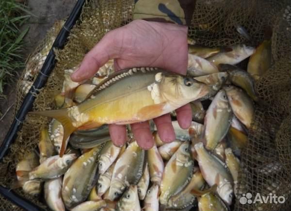 Малек карпа, толстолобика, амура