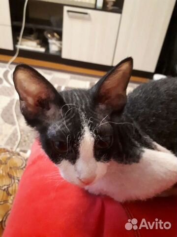 Кошки породистые бесплатно