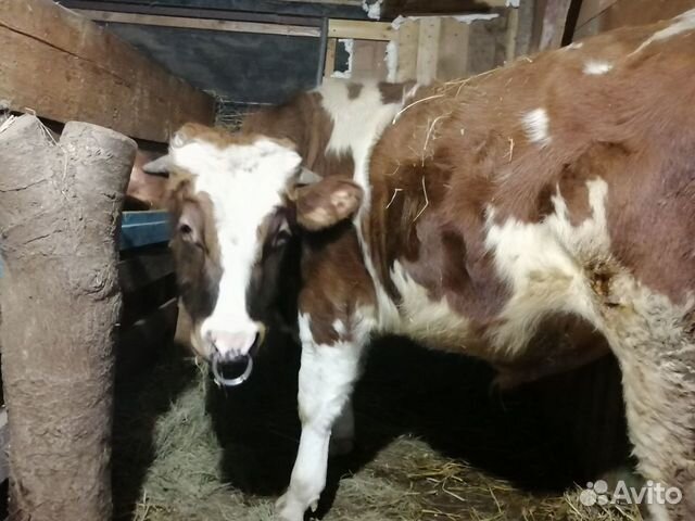 Продаётся бычек на мясо
