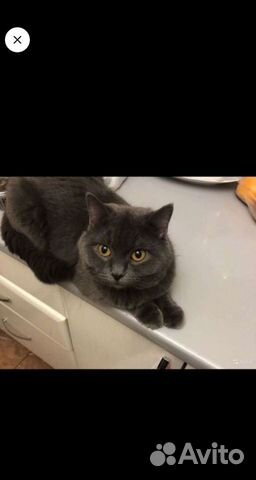Британский котик на вязку