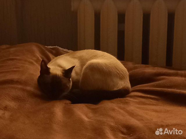 Сиамская кошка (девочка, 1 год, не стерилизованная