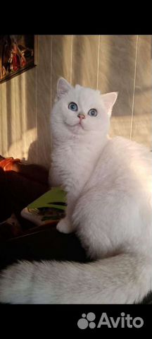 Британская золотая девочка