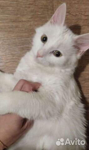 Белый котенок