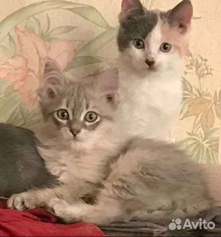 Ла-перм лаперм