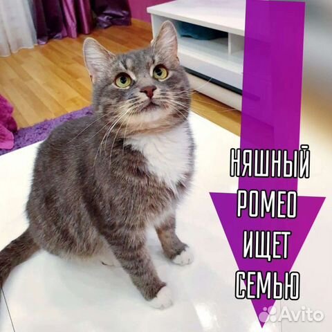 Плюшевый котёнок Ромео в добрые руки