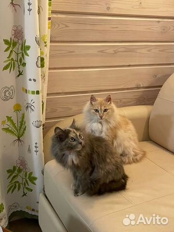 Кошки в добрые руки бесплатно