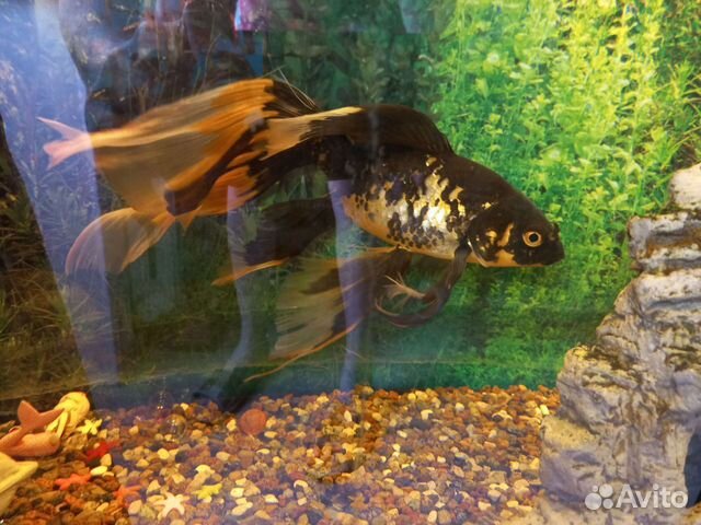 Золотая рыбка очень большая и скалярия