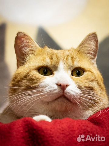 Кот Апельсин