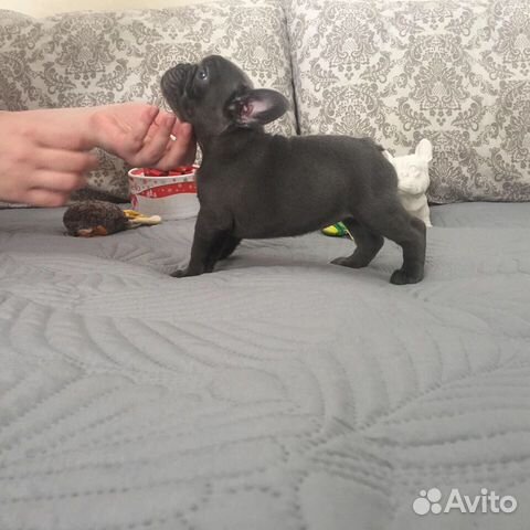 Французский бульдог