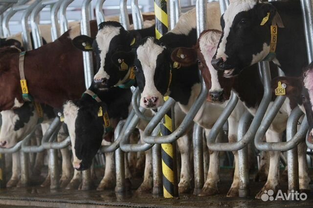 Коровы дойные