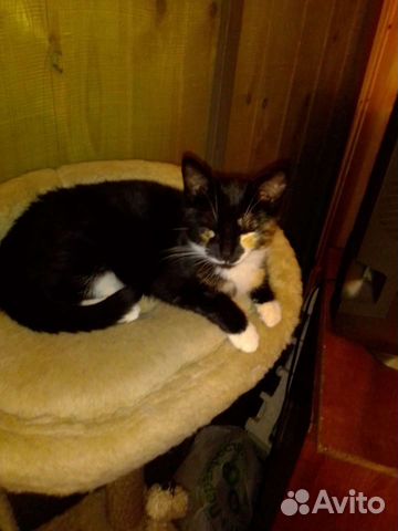 Котенок девочка