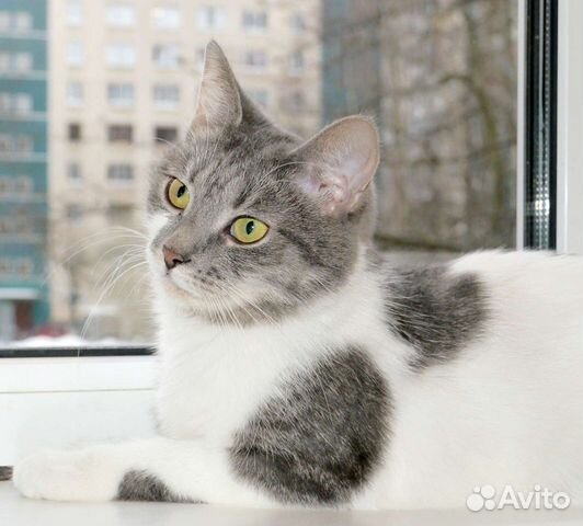 Очень ласковая девочка ищет дом