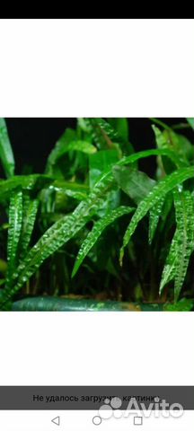 Папоротник