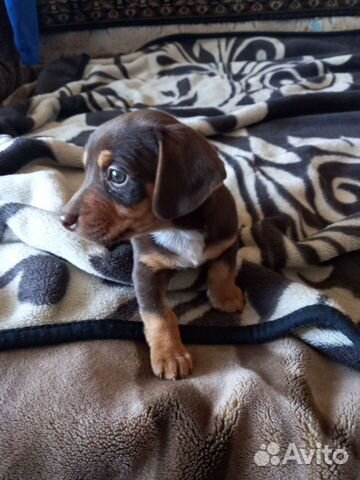 Отдам двух щенков в хорошие руки родились под новы