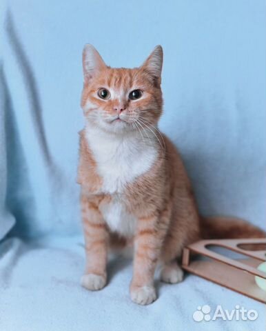 Кошки в добрые руки