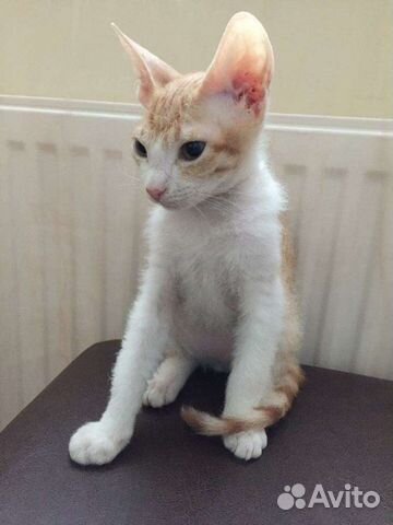 Котик продаю