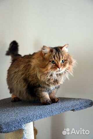 Ласковый котик Марсик в добрые руки