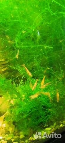 Аквариумные креветки