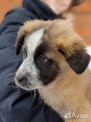 Мушка, девочка 3,5 месяца, в дар в добрые руки